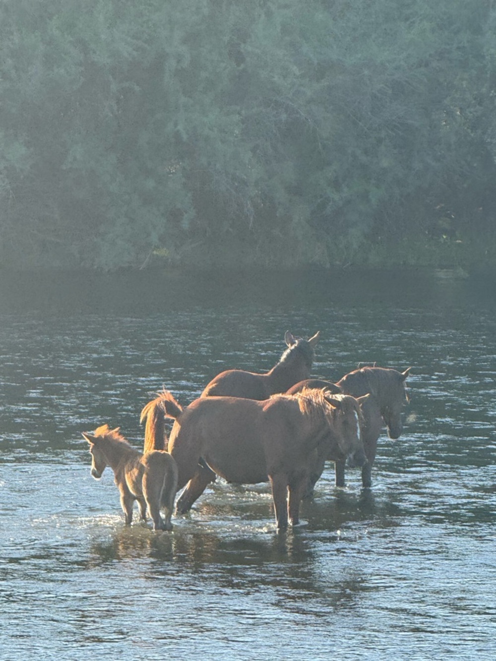 Other | Salt River Wild Horses New Baby Cody 2 Months Old | Poshmark